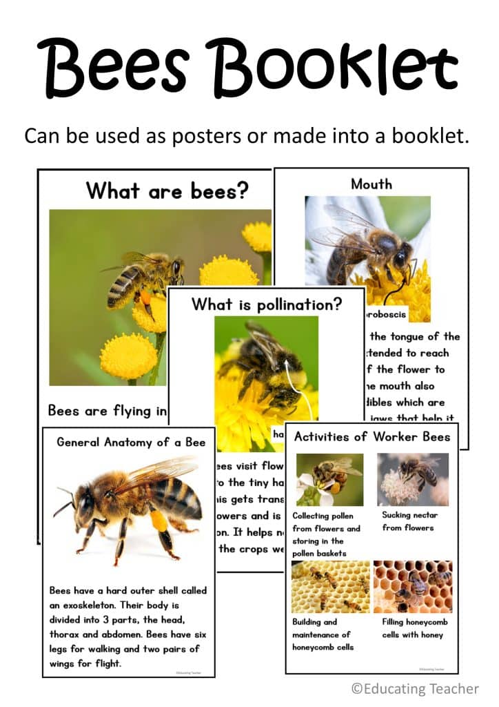 Bees Non Fiction Insect Animal Unit - Kindergarten 1st and 2nd grade ...