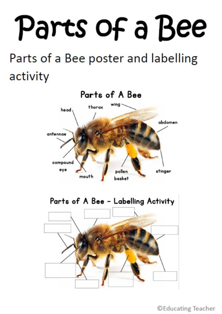 Bees Non Fiction Insect Animal Unit - Kindergarten 1st and 2nd grade ...