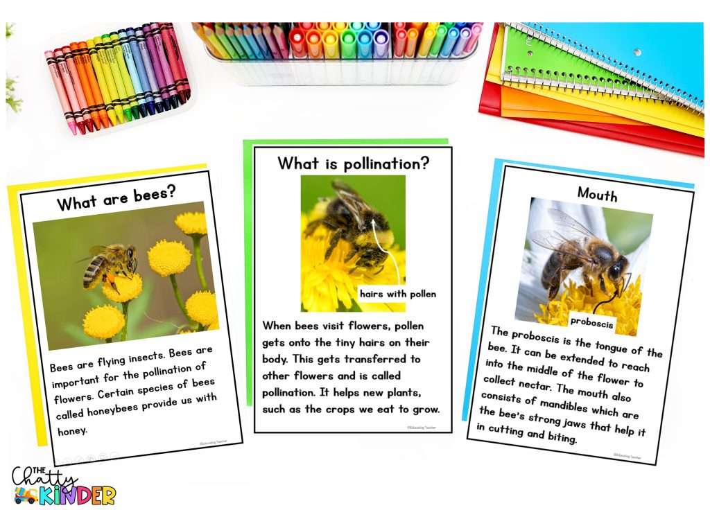 Bees Non-Fiction Insect Animal Unit for Kindergarten to 2nd grade - The ...