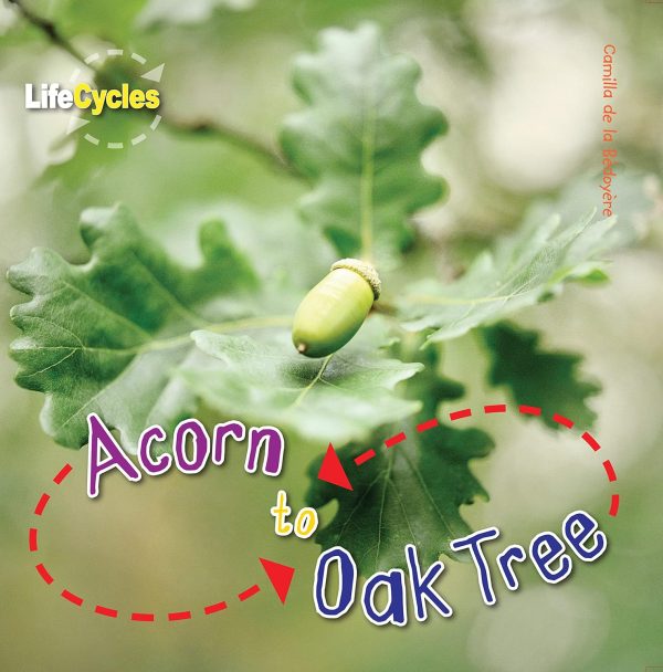11 Acorn Books & Acorn Crafts for Preschool and Kindergarten - The ...